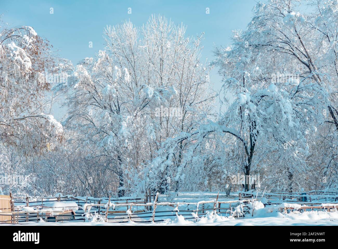 Idyllic tree hi-res stock photography and images - Alamy