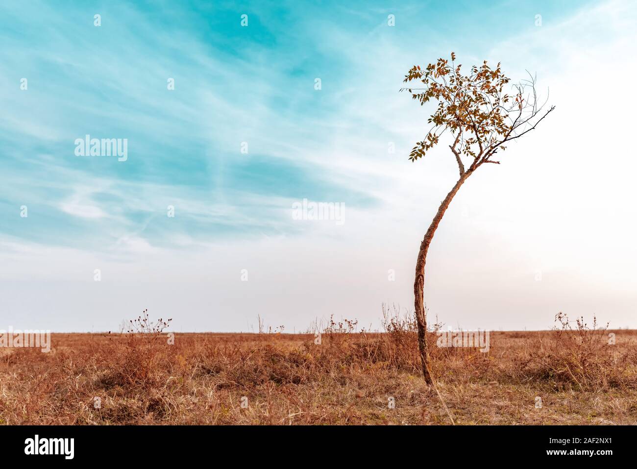 Lonely curved slim tree in plain landscape, autumn scenery Stock Photo ...