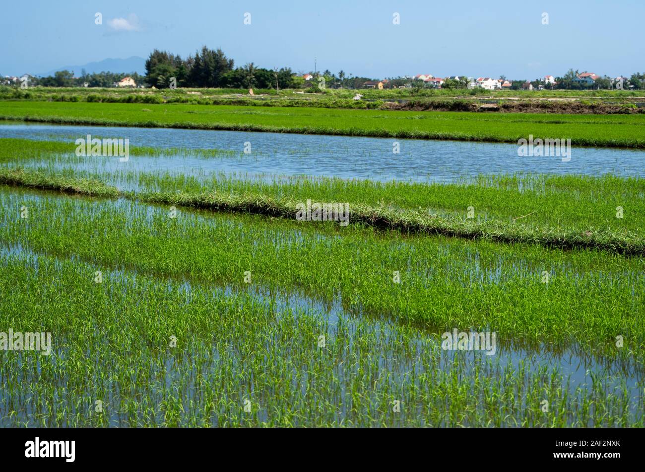 Green rice field in a daylight. Harvest of rice. Beautiful terraces of ...