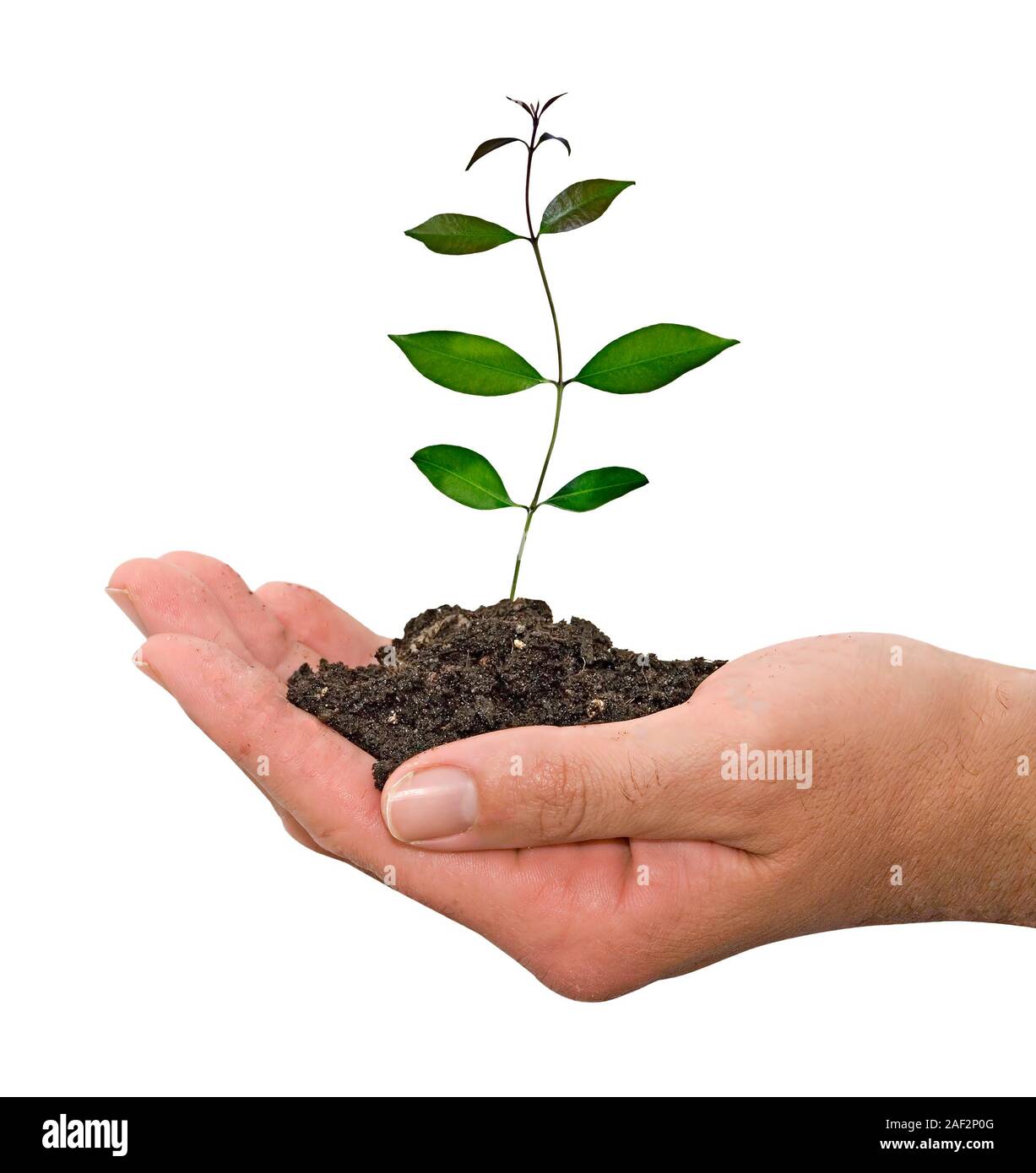 sapling in hand Stock Photo - Alamy
