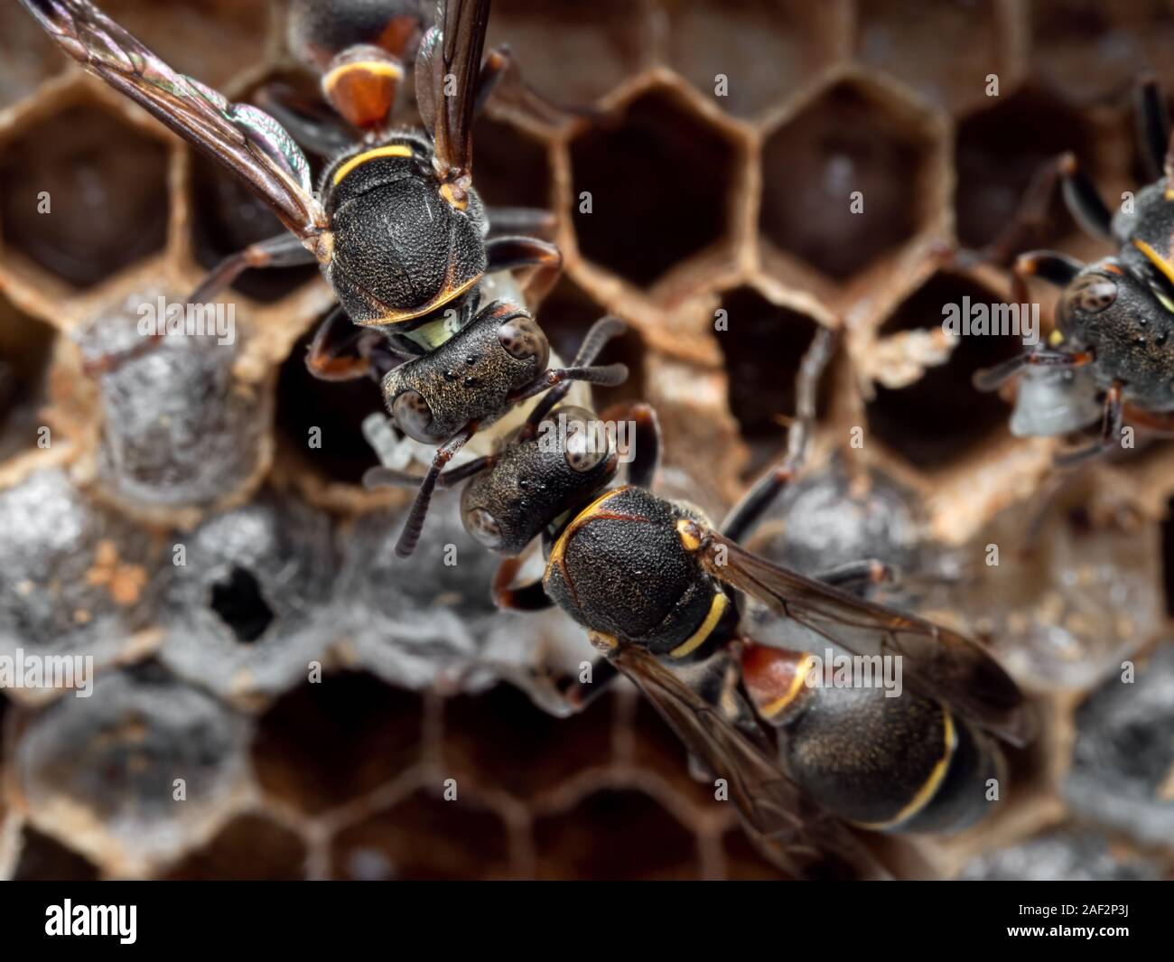 Macro Photography of Wasps on Nest with Eggs and Larvae Stock Photo - Alamy