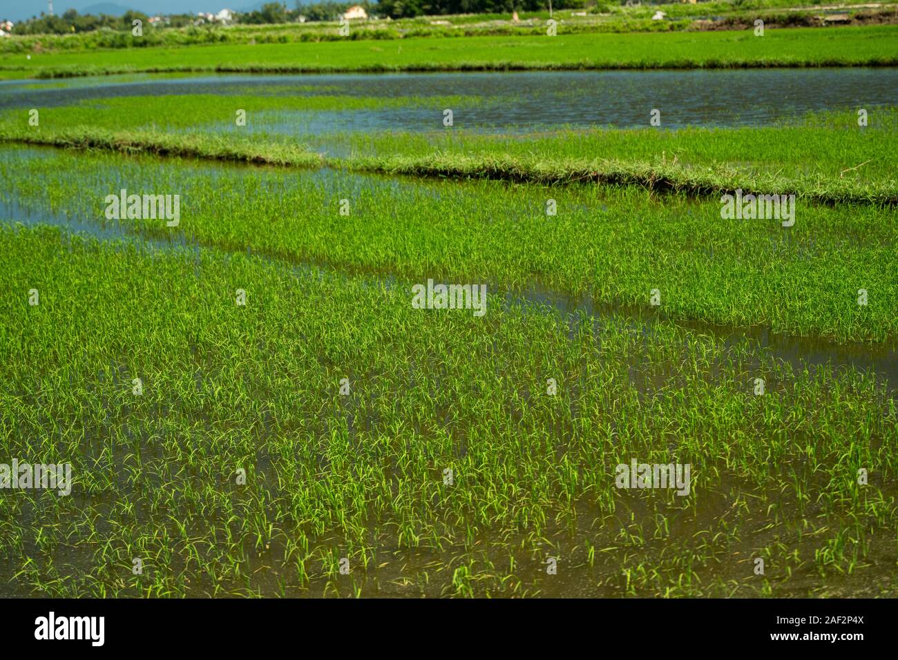 Green rice field in a daylight. Harvest of rice. Beautiful terraces of ...