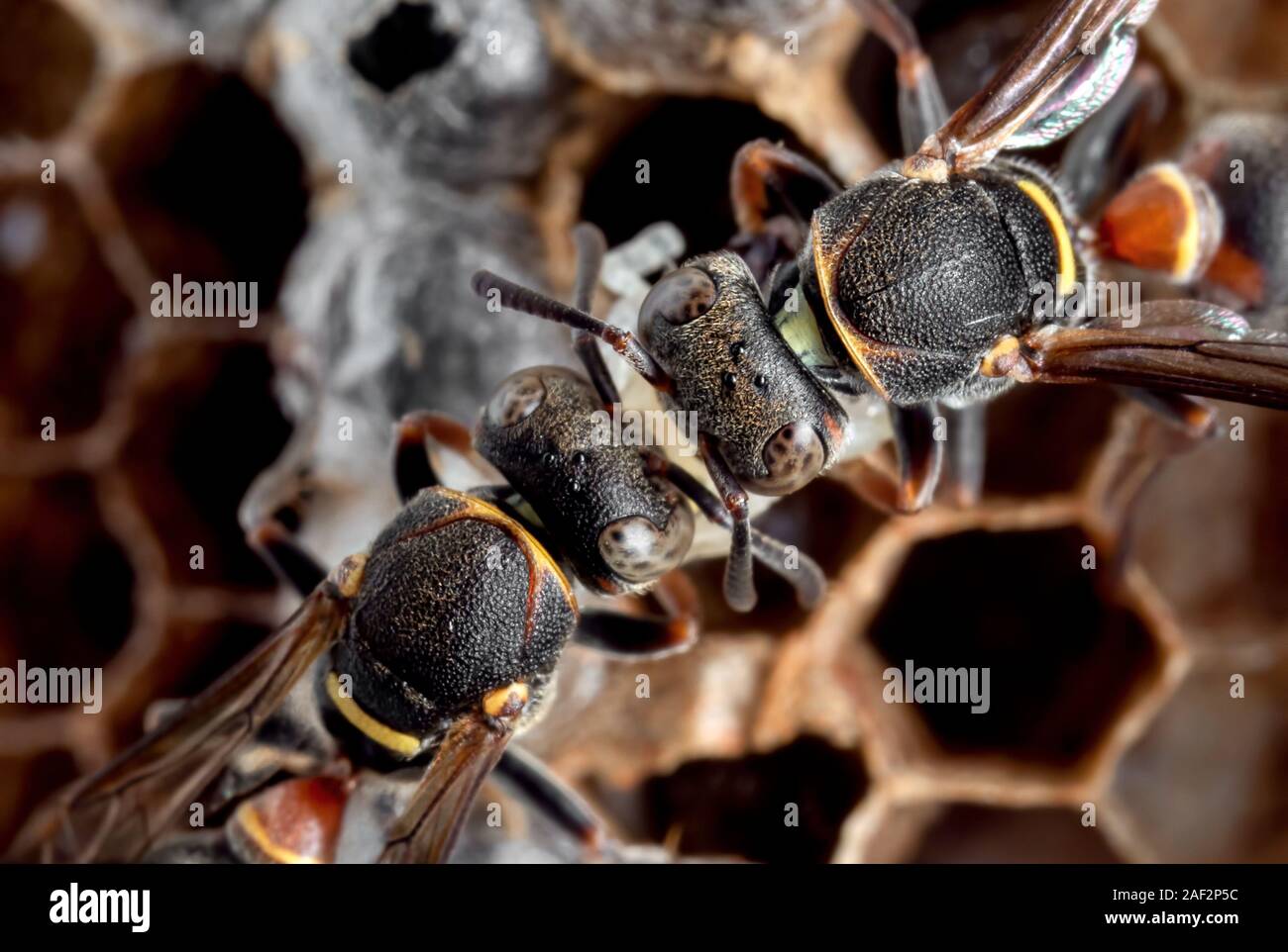 Macro Photography of Wasps on Nest with Eggs and Larvae Stock Photo - Alamy