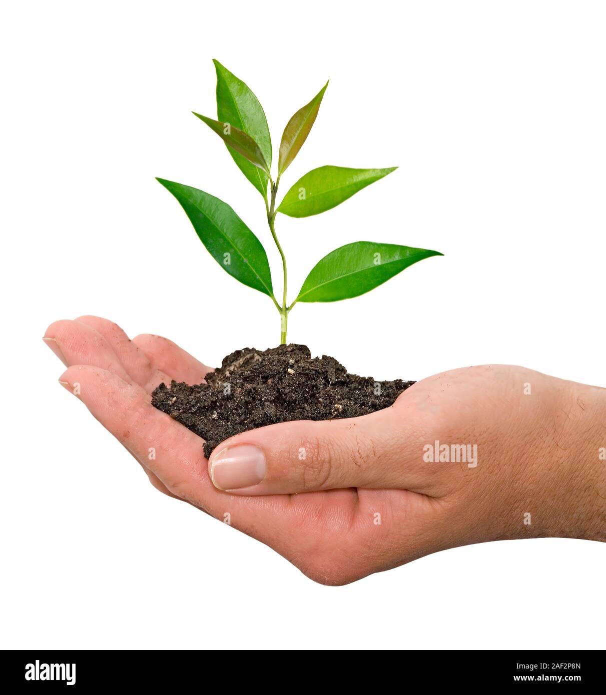 sapling in hands Stock Photo - Alamy