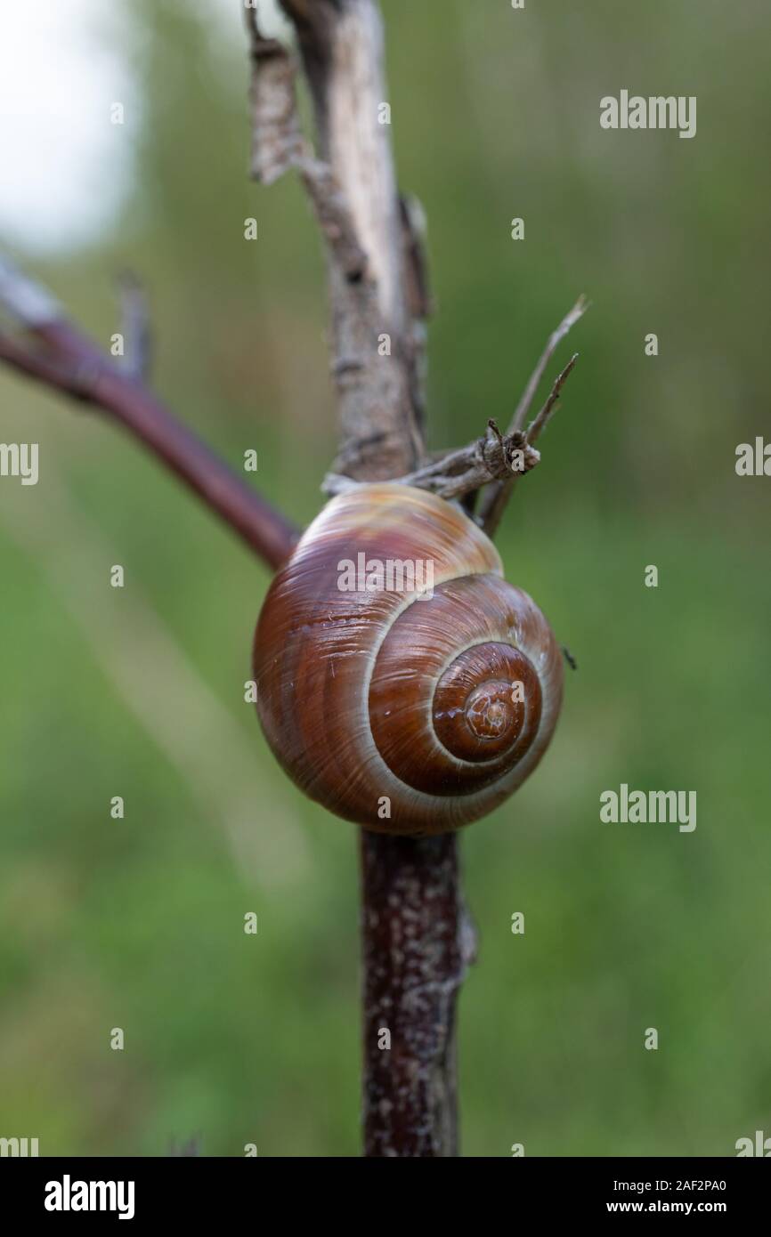 Shell background snail texture nature detail hi-res stock photography ...