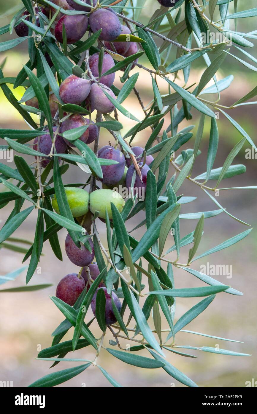 Red and green Spanish olives on the tree, hanging in an olive grove ...