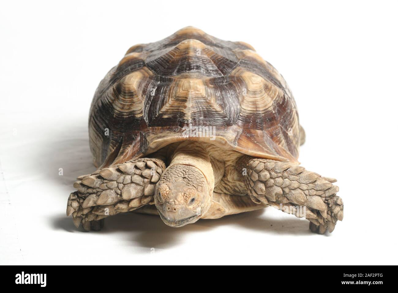African Spurred Tortoise also know as African Spur Thigh Tortoise ...
