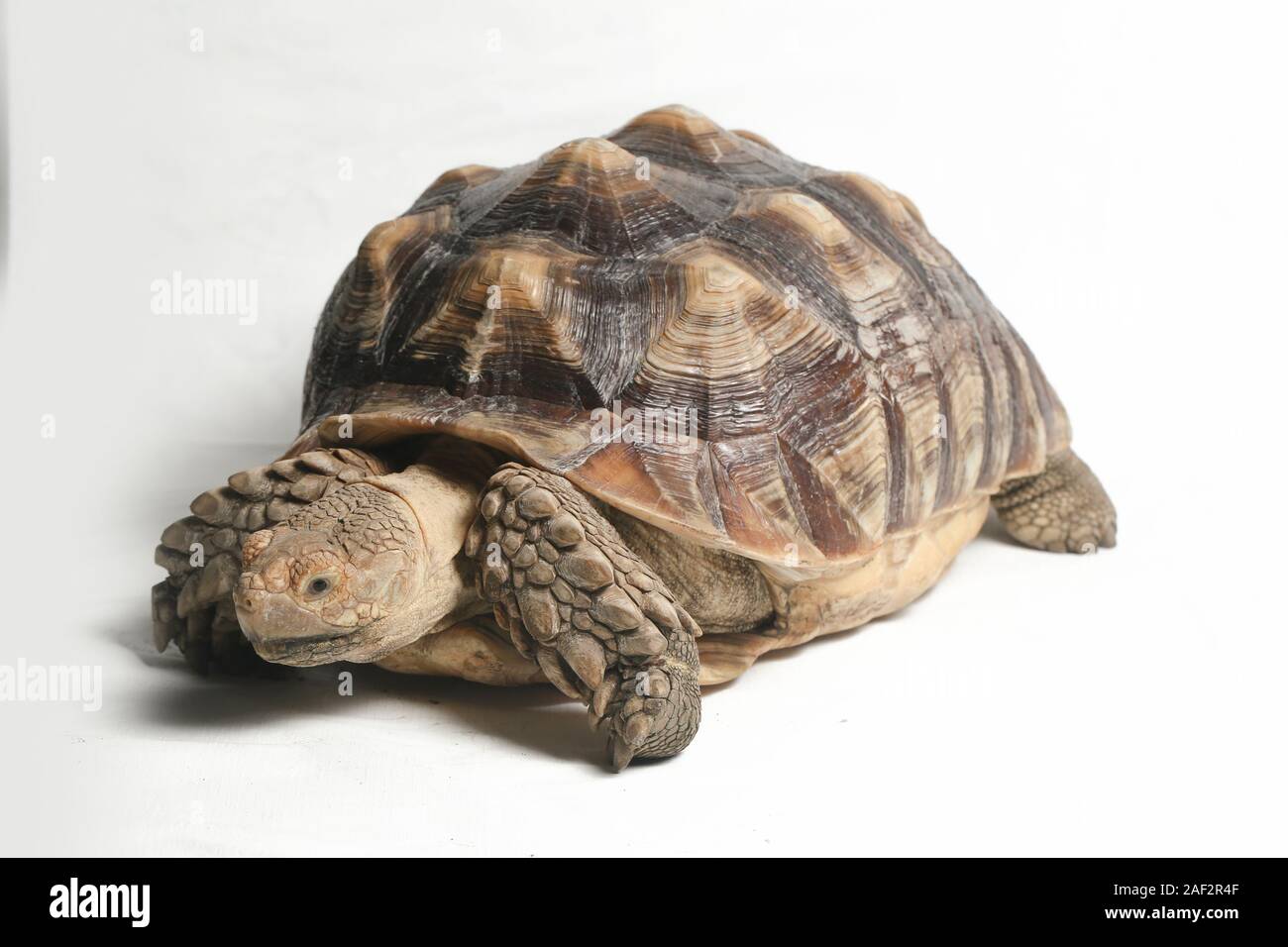 African Spurred Tortoise also know as African Spur Thigh Tortoise ...