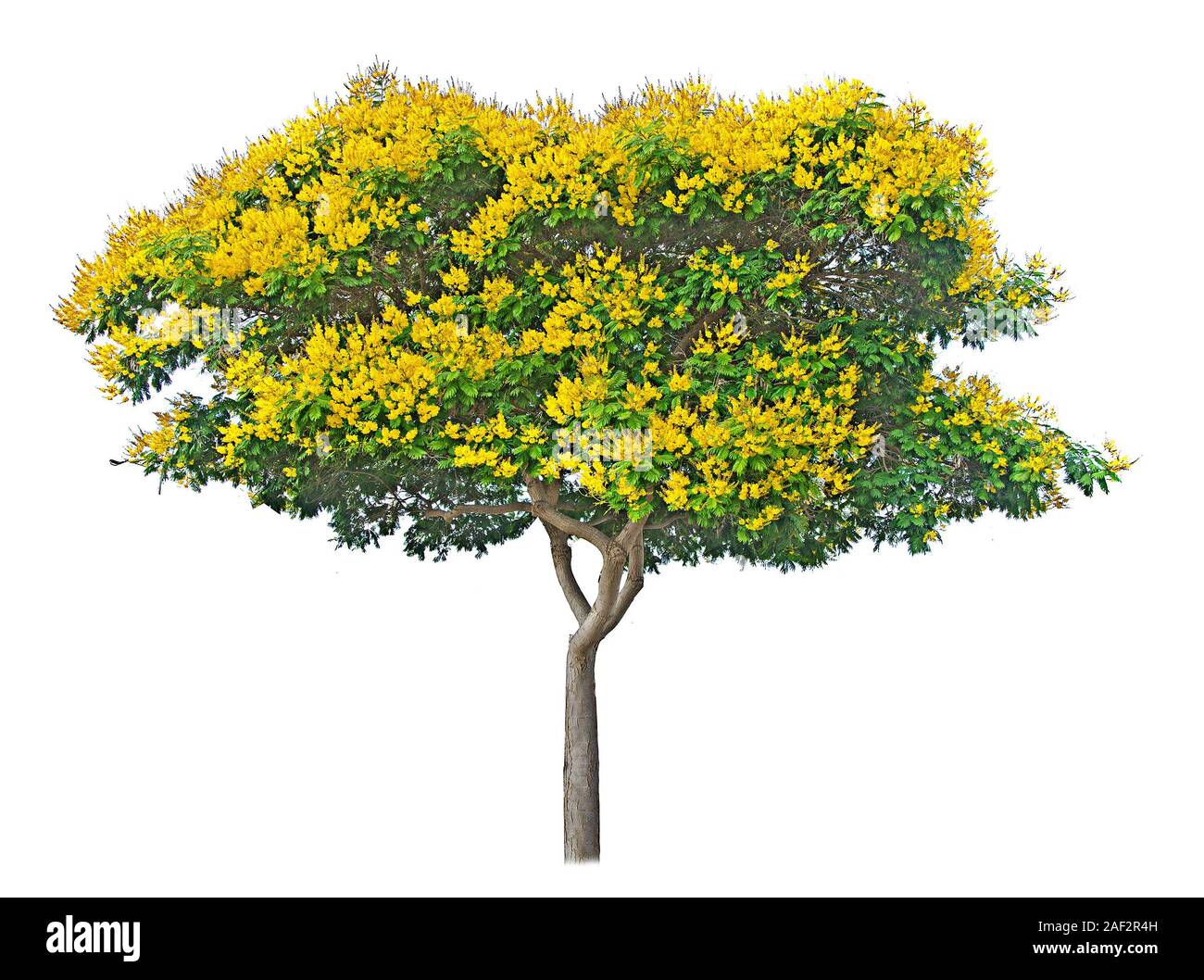 Acacia tree trunk Cut Out Stock Images & Pictures - Alamy