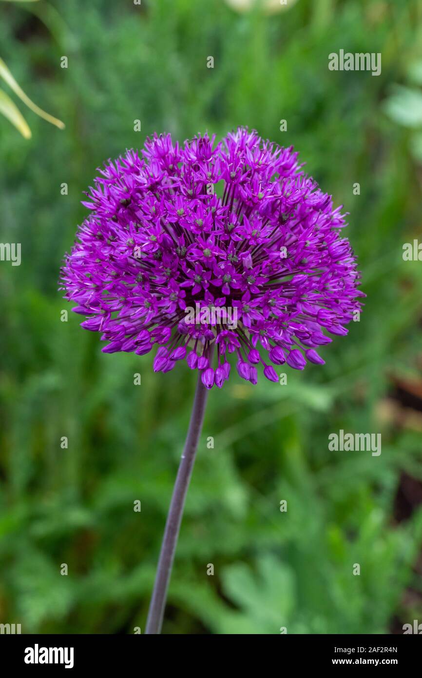 Beautiful purple Giant onion, Allium giganteum with a green background ...