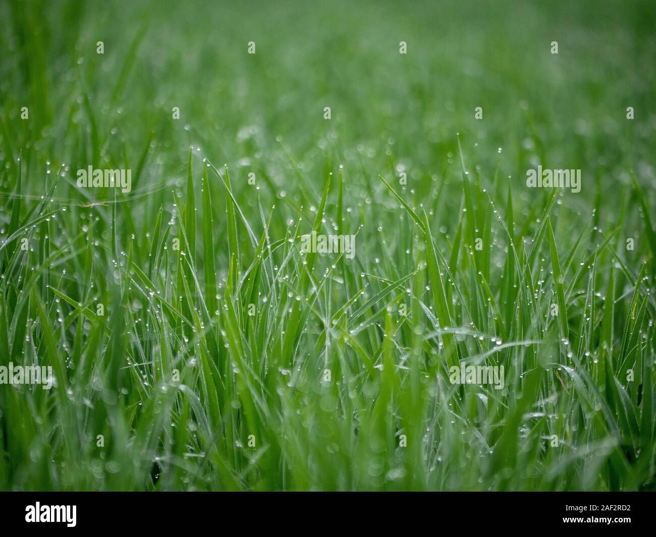 rice field green grass misty morning Stock Photo - Alamy