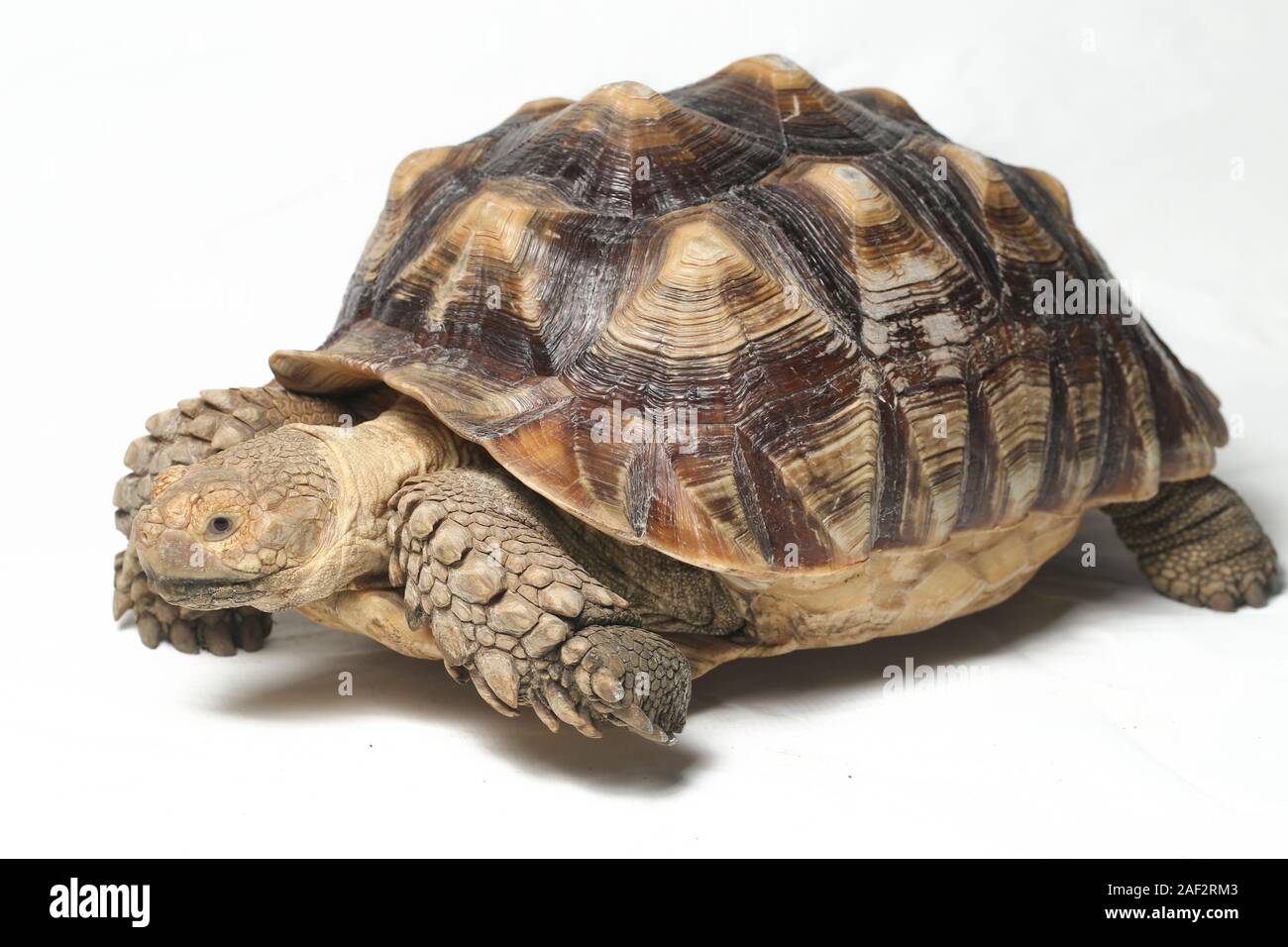 African Spurred Tortoise also know as African Spur Thigh Tortoise ...