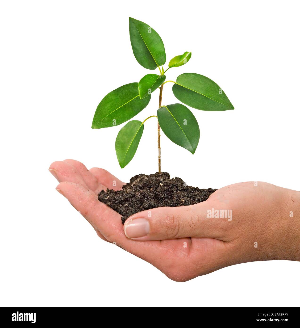 Sapling in hands Stock Photo - Alamy