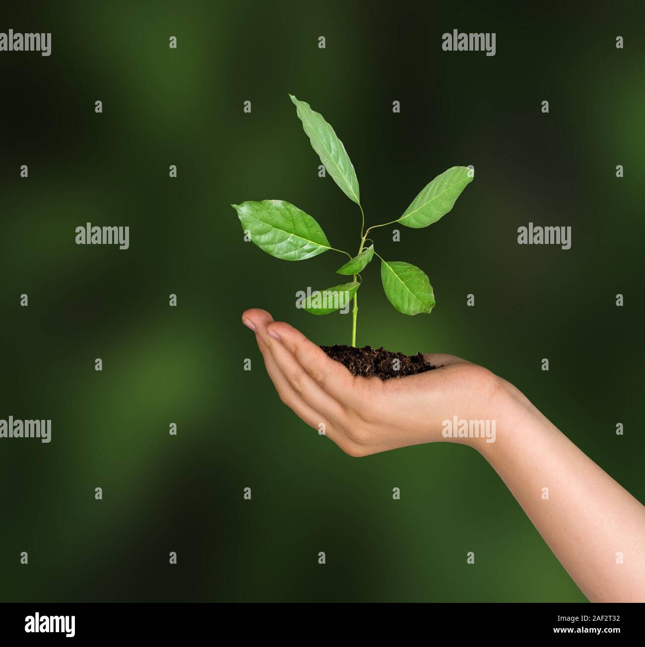 Sapling in hand Stock Photo - Alamy