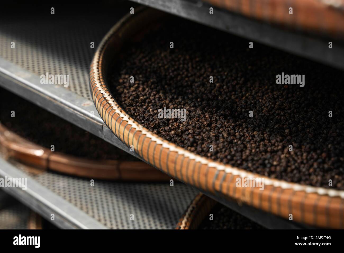 Black peppercorns drying in drying room or box on plates of reed on ...
