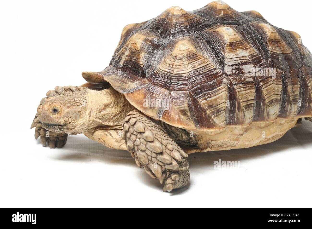 African Spurred Tortoise also know as African Spur Thigh Tortoise ...