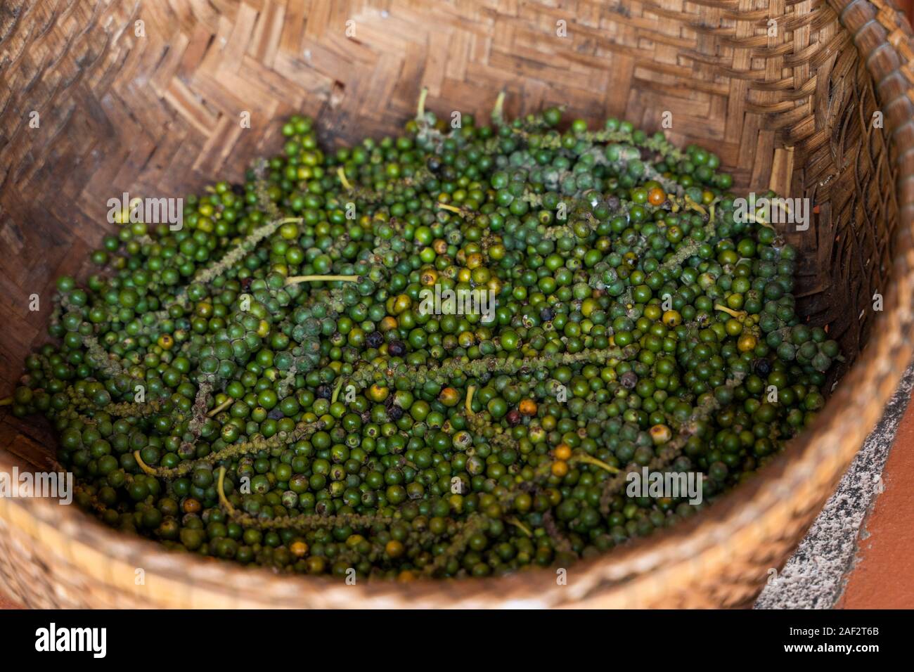 Ripe green peppers before drying in plates of reed. Agriculture in ...