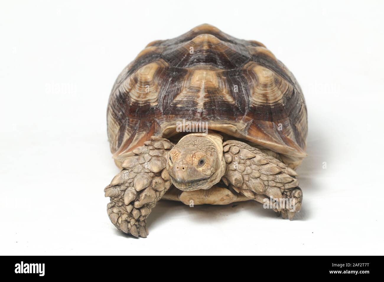 African Spurred Tortoise also know as African Spur Thigh Tortoise ...
