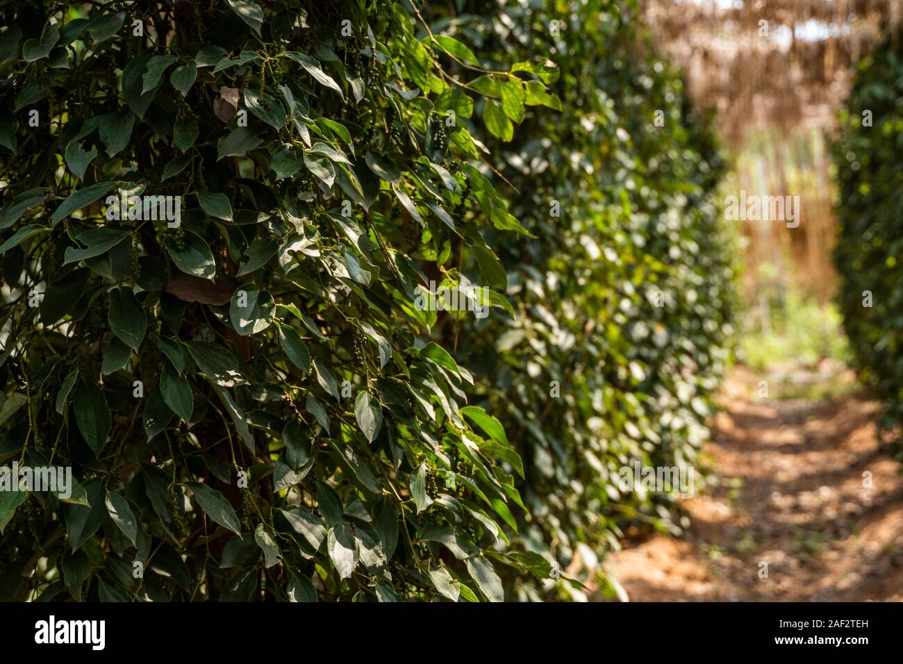Black pepper plants growing on plantation in Asia. Ripe green peppers ...