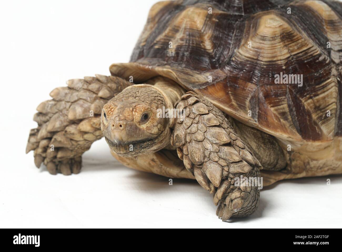 African Spurred Tortoise also know as African Spur Thigh Tortoise ...