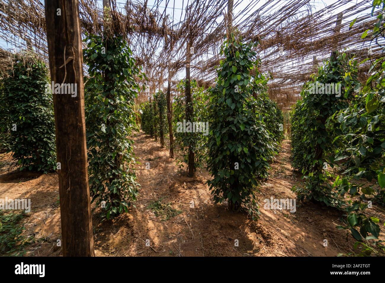 Black pepper plants growing on plantation in Asia. Ripe green peppers ...