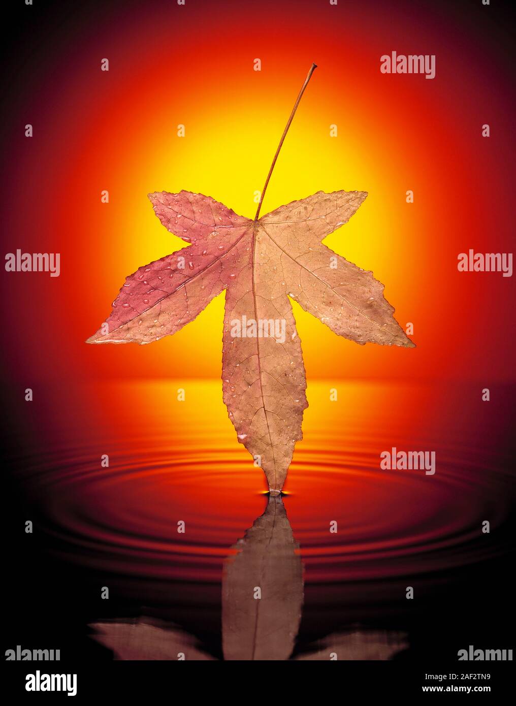 Still life montage concept of autumn Maple leaf over water Stock Photo ...