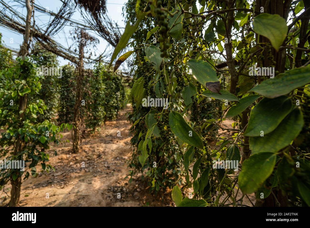 Black pepper trees piper nigrum hi-res stock photography and images - Alamy
