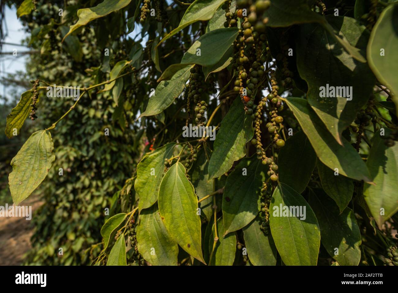 Black pepper plants growing on plantation in Asia. Ripe green peppers ...