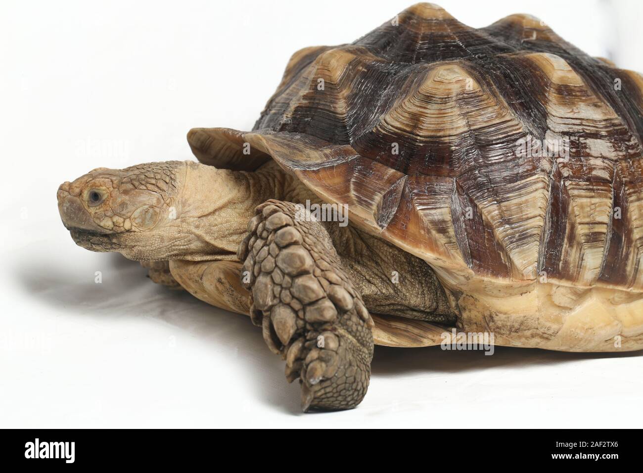 African Spurred Tortoise also know as African Spur Thigh Tortoise ...