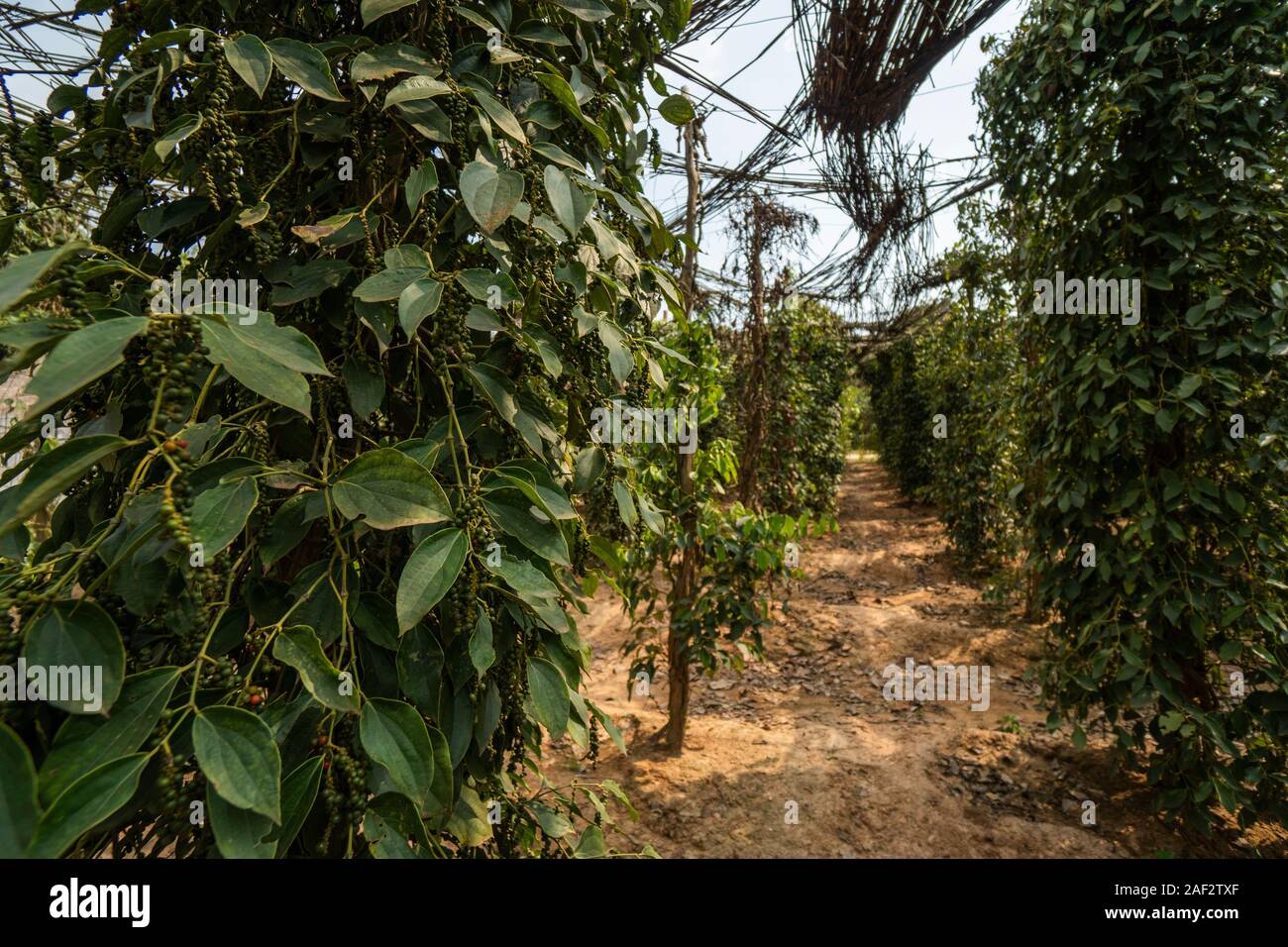 Black pepper plants growing on plantation in Asia. Ripe green peppers ...