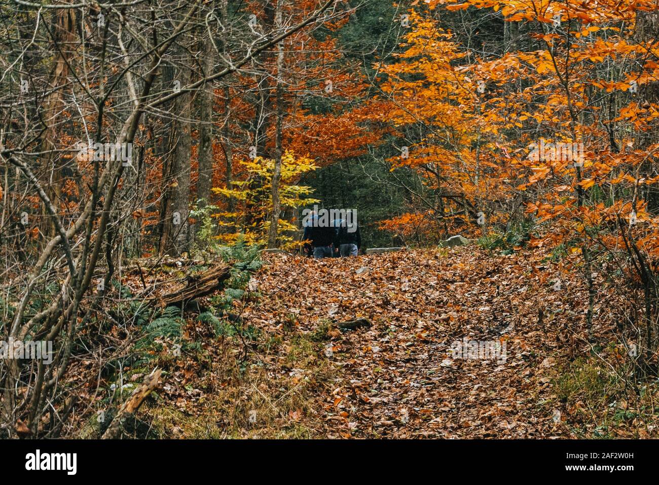 A Group of Men Far off on a Forest Trail Stock Photo - Alamy