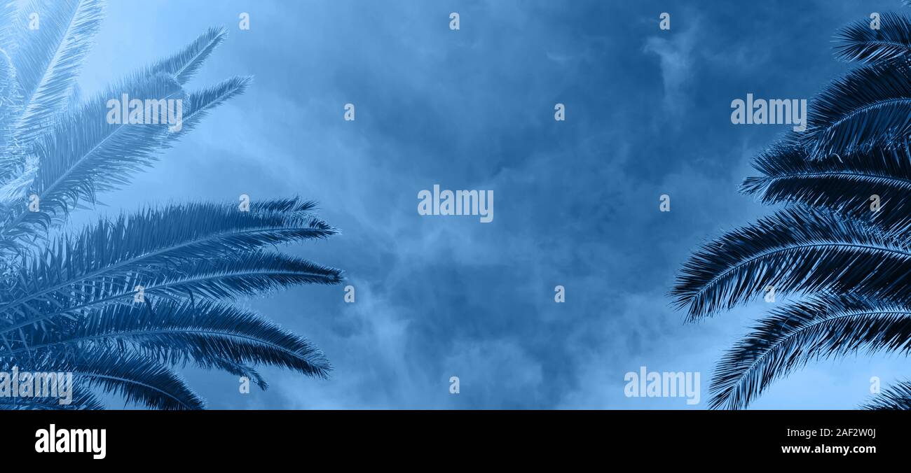 Toned photos of the palm trees, trendy classic blue color, selective ...