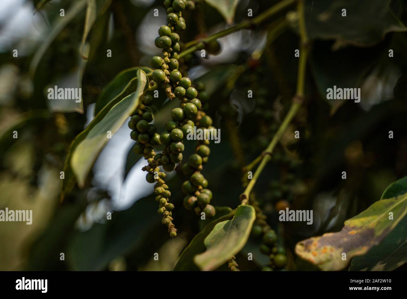 Black pepper plants growing on plantation in Asia. Ripe green peppers ...