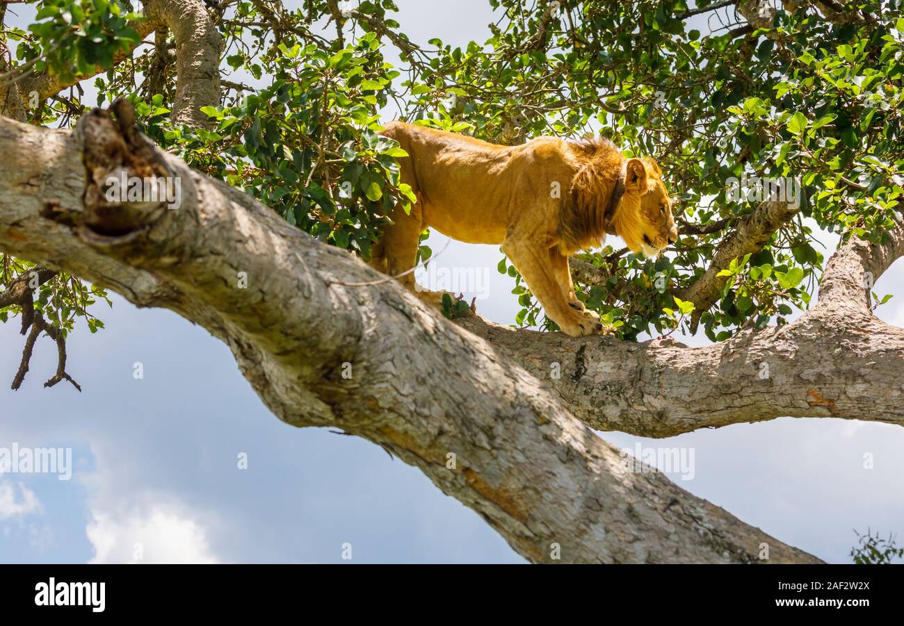 Tree climbing lion (Panthera leo) standing in a tree in the Ishasha ...