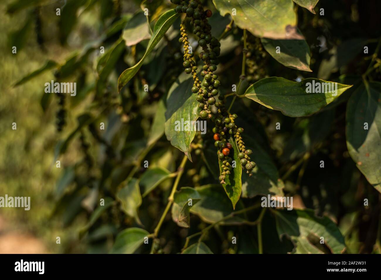 Black pepper plants growing on plantation in Asia. Ripe green peppers ...