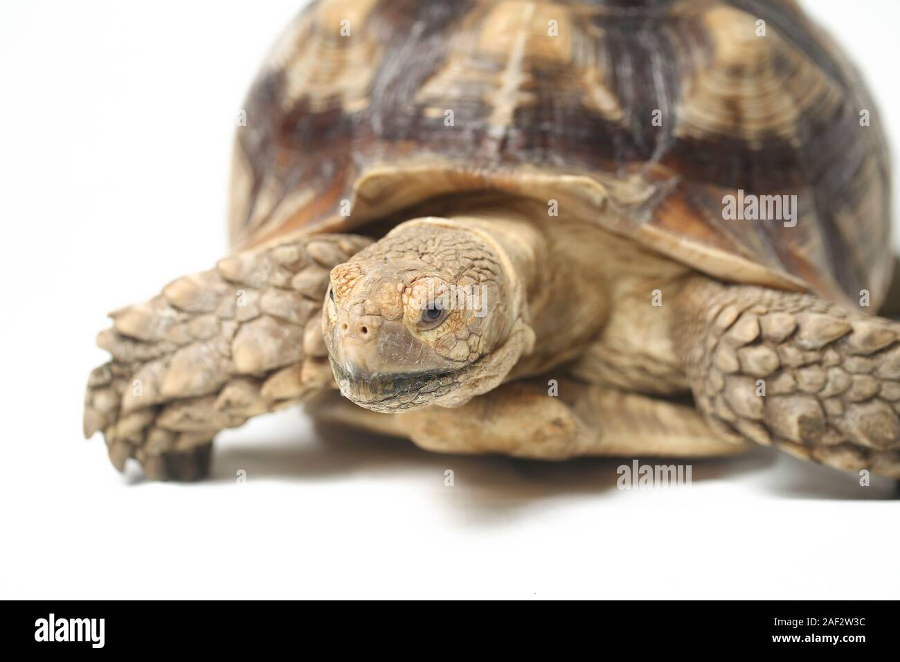 African Spurred Tortoise also know as African Spur Thigh Tortoise ...