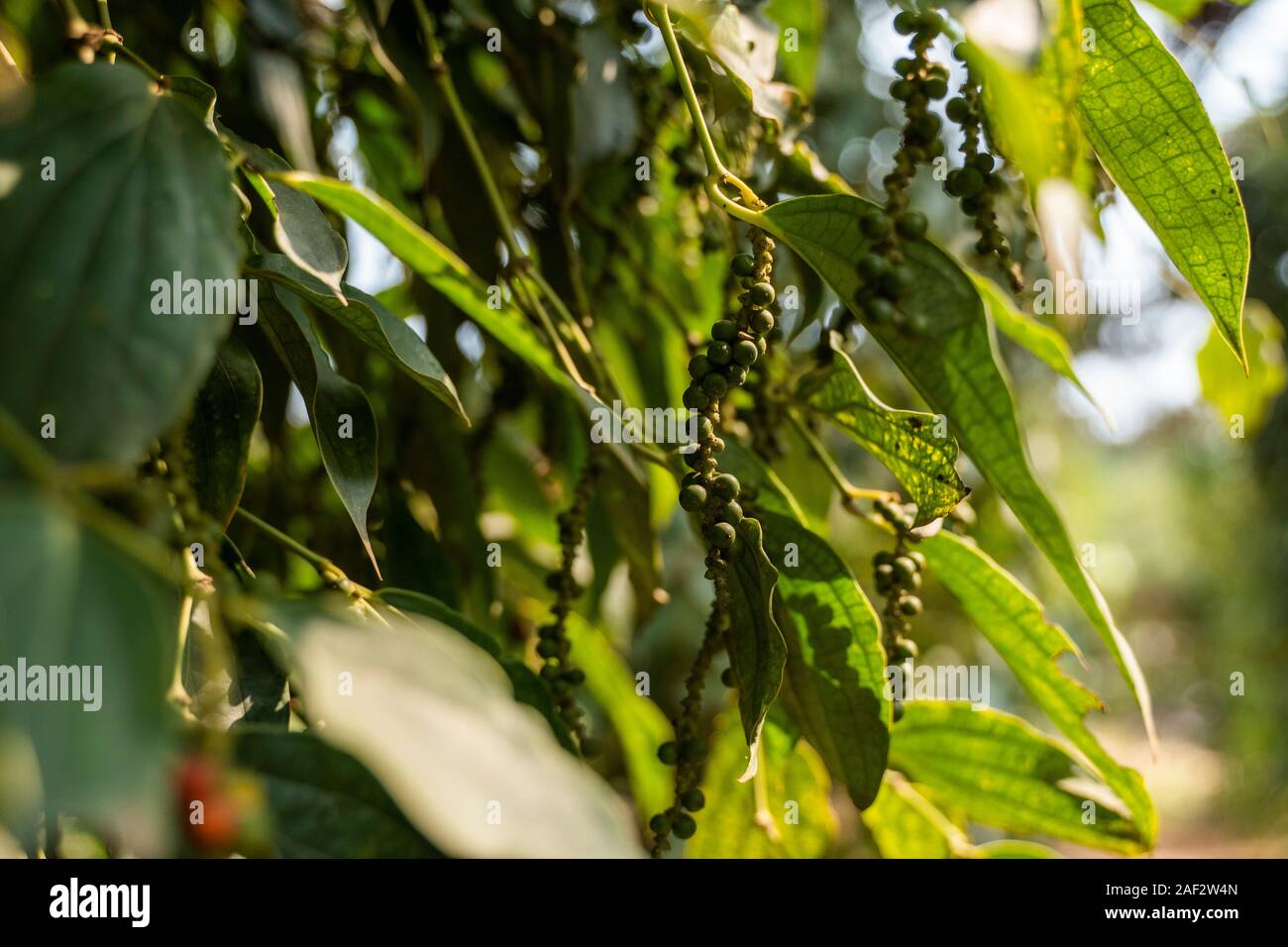 Black pepper plants growing on plantation in Asia. Ripe green peppers ...