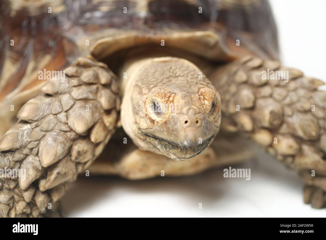 African Spurred Tortoise also know as African Spur Thigh Tortoise ...
