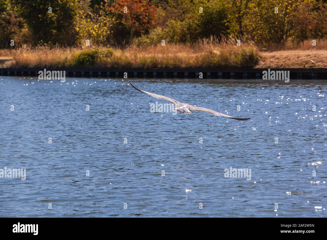 Birds flying above river animals in wild hi-res stock photography and ...