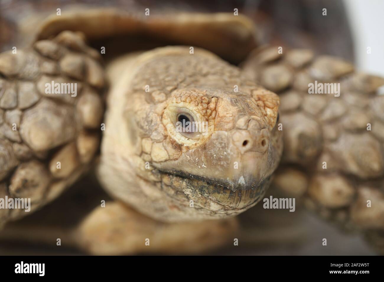 African Spurred Tortoise also know as African Spur Thigh Tortoise ...