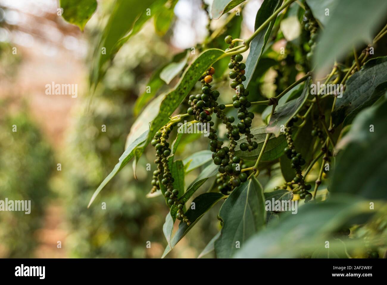 Black pepper plants growing on plantation in Asia. Ripe green peppers ...