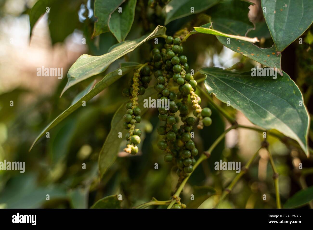 Piper nigrum drying hi-res stock photography and images - Alamy
