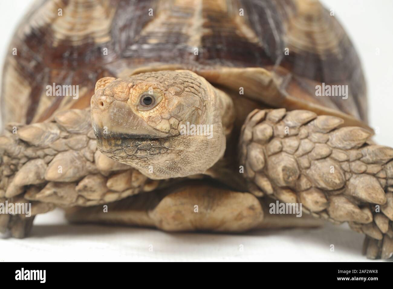 African Spurred Tortoise also know as African Spur Thigh Tortoise ...
