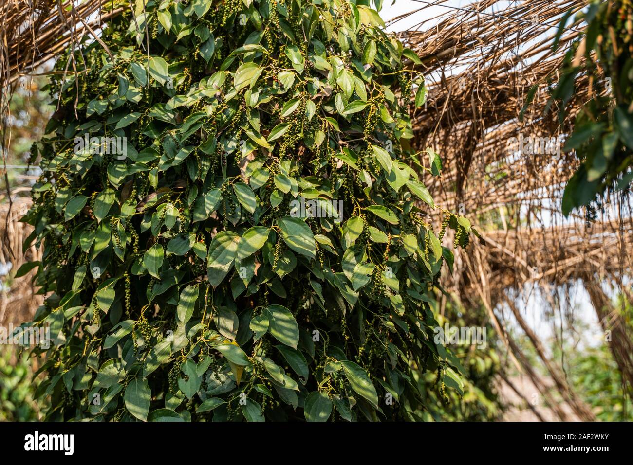 Black pepper plants growing on plantation in Asia. Ripe green peppers ...