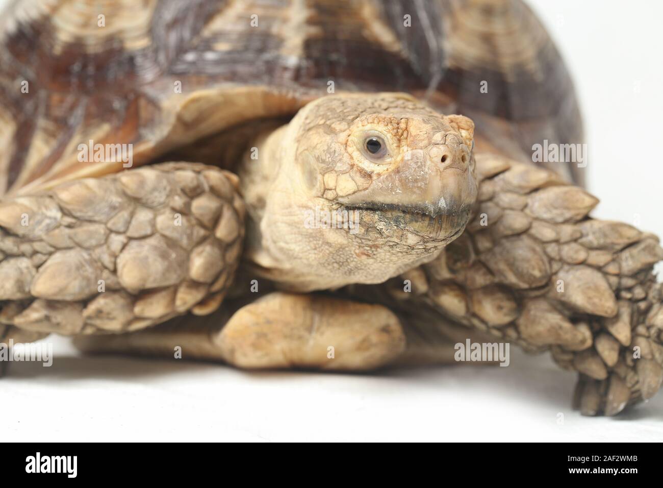 African Spurred Tortoise also know as African Spur Thigh Tortoise ...