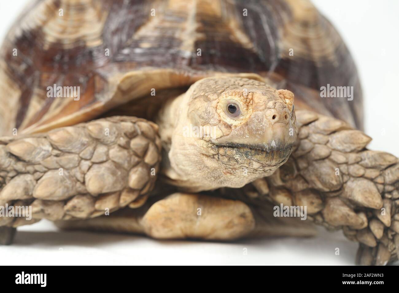 African Spurred Tortoise also know as African Spur Thigh Tortoise ...