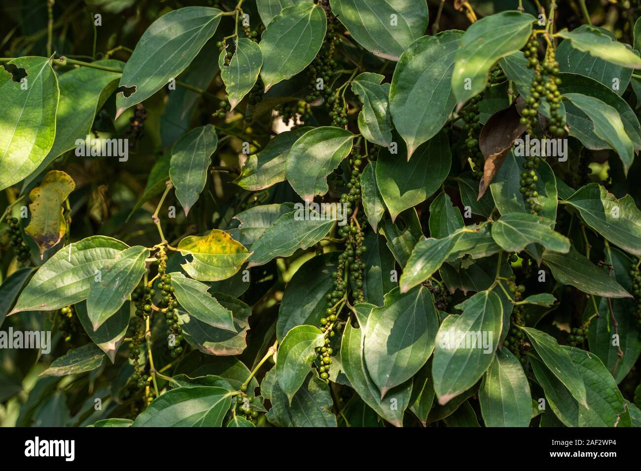 Black pepper plants growing on plantation in Asia. Ripe green peppers ...