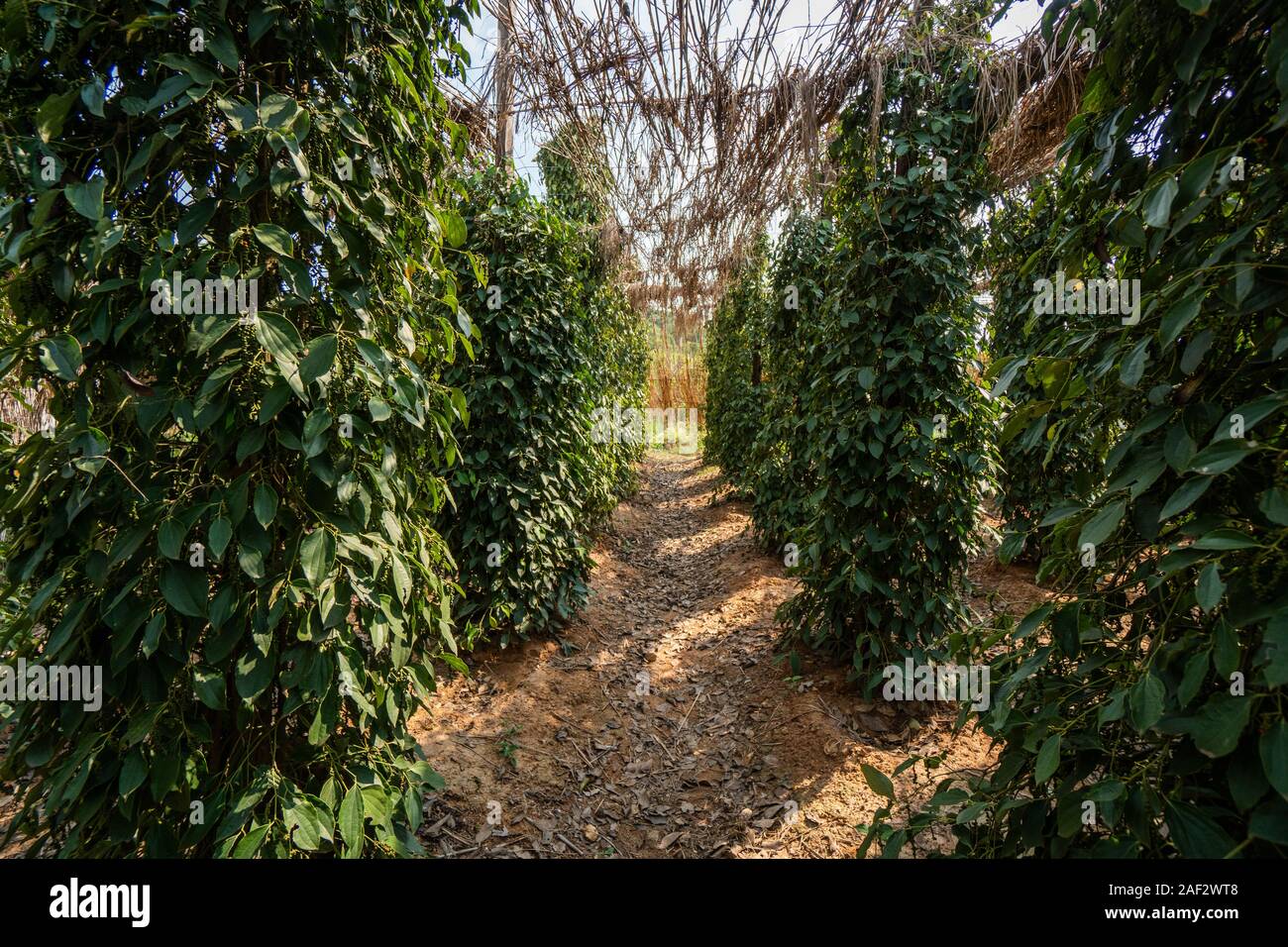 Black pepper plants growing on plantation in Asia. Ripe green peppers ...