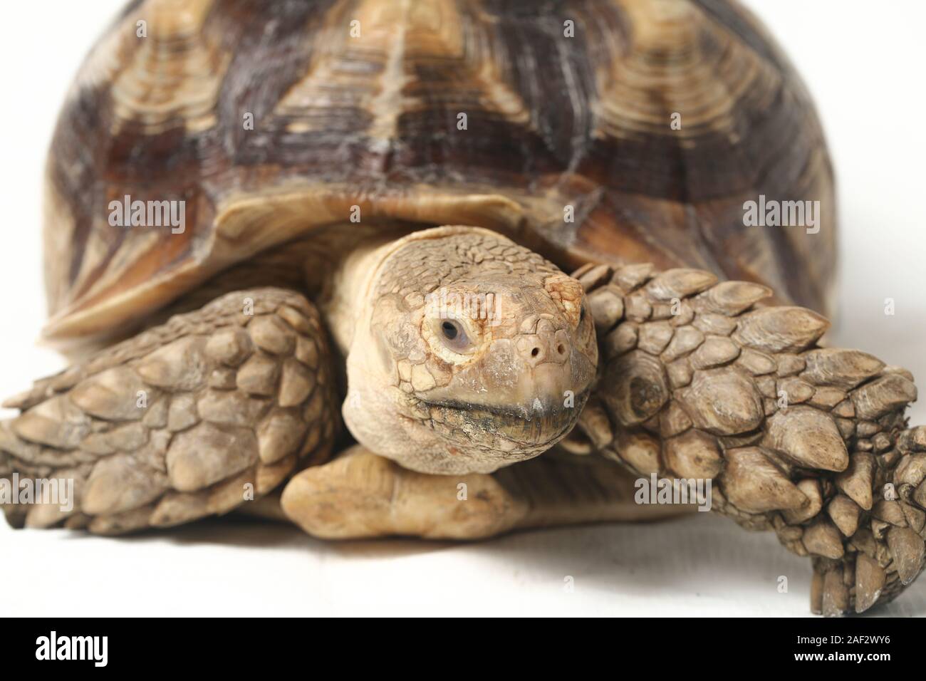 African Spurred Tortoise also know as African Spur Thigh Tortoise ...
