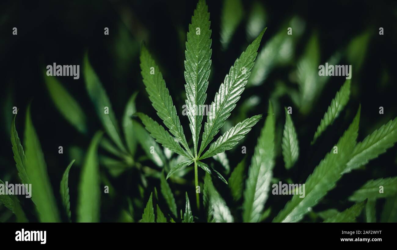 Fresh agricultural hemp grows in the countryside Stock Photo - Alamy